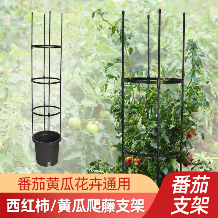 Tomato Shelf Lattice Vegetable Rack Support Family Balcony Courtyard ... Tomato Shelf Lattice Vegetable Rack Support Family Balcony Courtyard ...