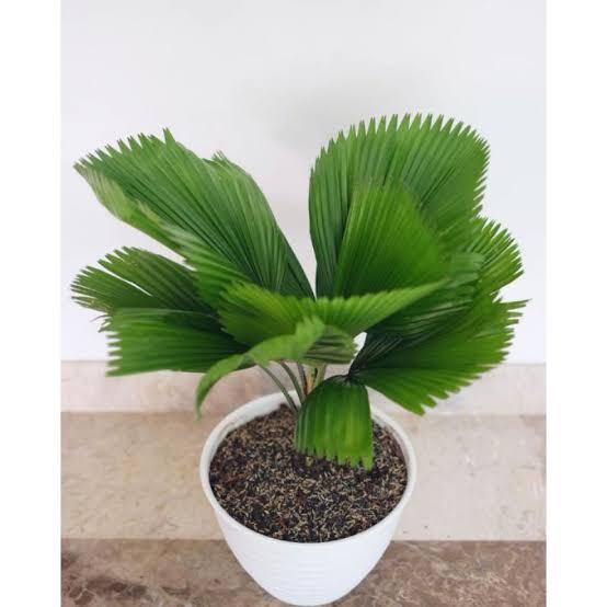 Tanaman palem kol / Pohon hidup berdaun lebar palem kol | Lazada Indonesia