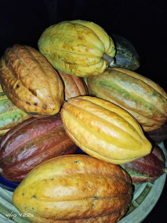 Fresh Cacao fruit with pod 1 kilo.. | Lazada PH