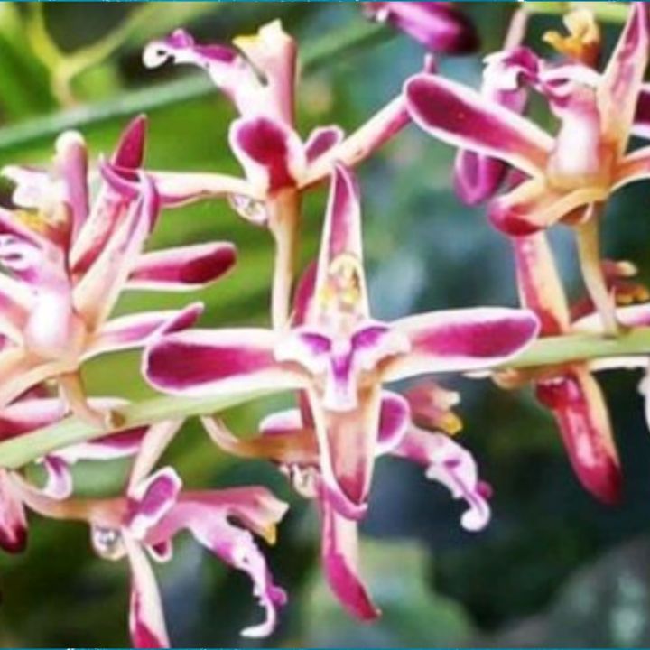 Anggrek Eria javanicia | Lazada Indonesia