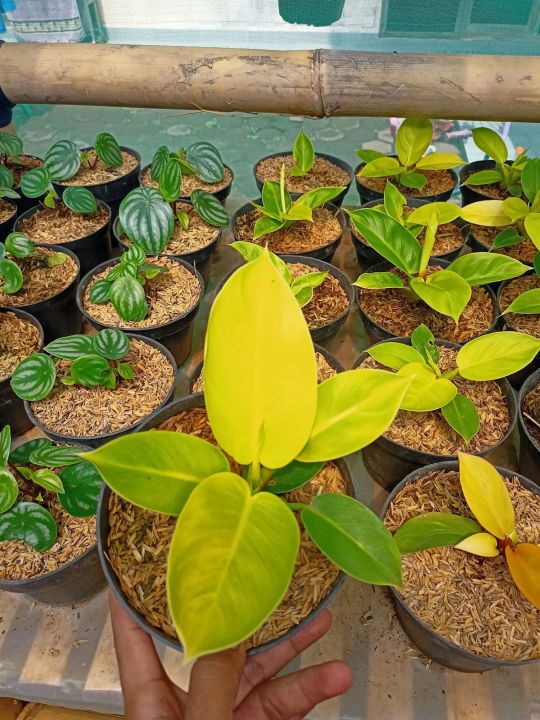 tanaman hias philo lemon | Lazada Indonesia