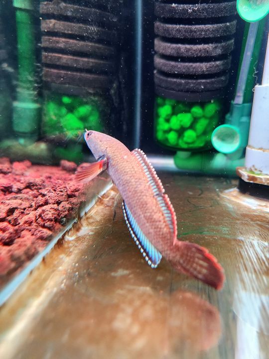 Channa Fire and Ice 3-4inci 冰火雷龙 pellet trained dwarf Channa snakehead ...