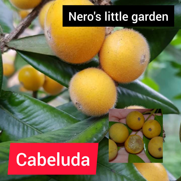 Nero's Yellow Jaboticaba ( Cabeluda) seedling (1.2 ft) rare plant ...