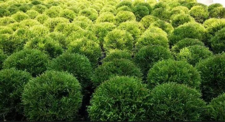 Golden Papua with FREE fertilizer | Lazada PH