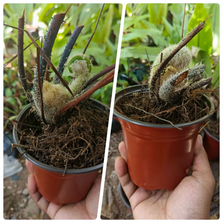 Tree Fern Seedlings | Lazada PH