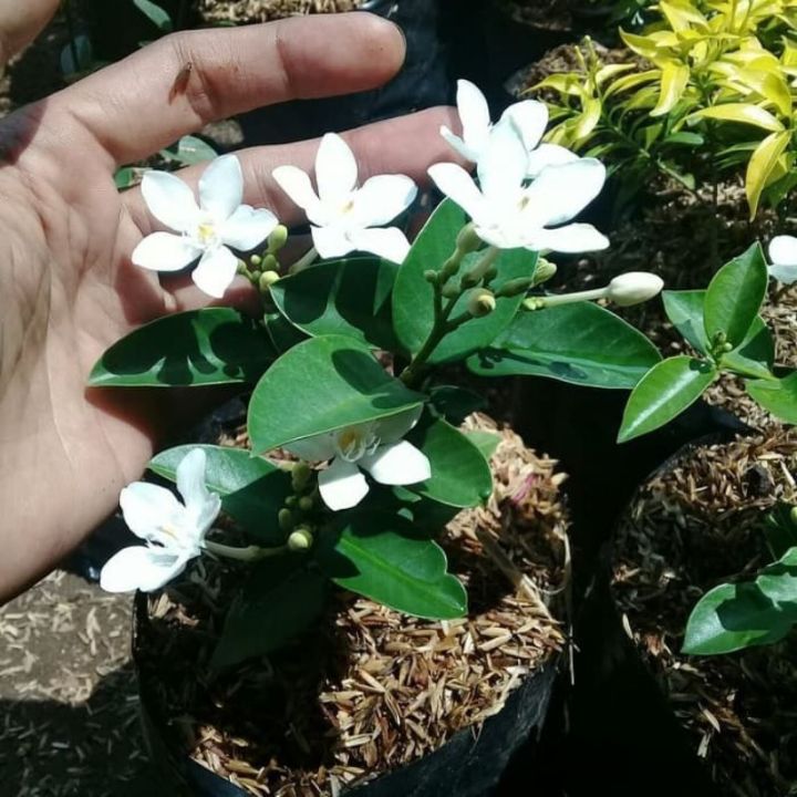 Tanaman hias melati yasmin - tanaman bunga melati | Lazada Indonesia