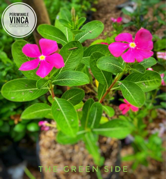 ANTI CANCER PLANT‼️ / CHICHIRICA VINCA HERBAL PLANT | Lazada PH