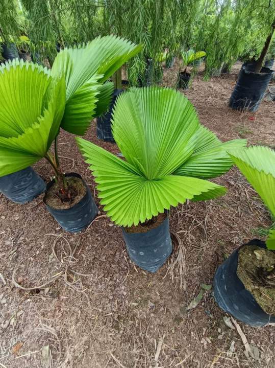 🌱Licuala Grandis 🌱圆叶刺轴榈 🌱 Ruffled Fan Palm Tree 🌱Indoor Plant🌱 outdoor ...