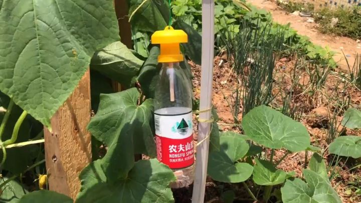 5PCS Fruit Fly Trap Killer Alat Perangkap Hama Serangga Lalat Buah ...