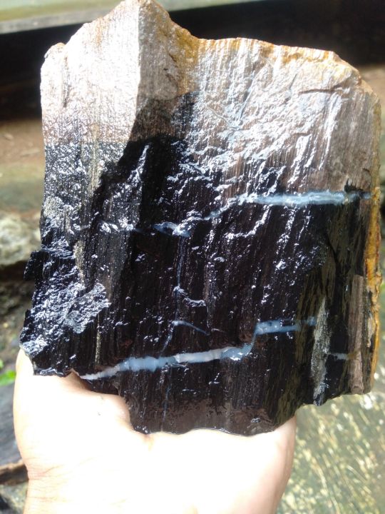 fosil kelor bergaris kendit serat perak | Lazada Indonesia