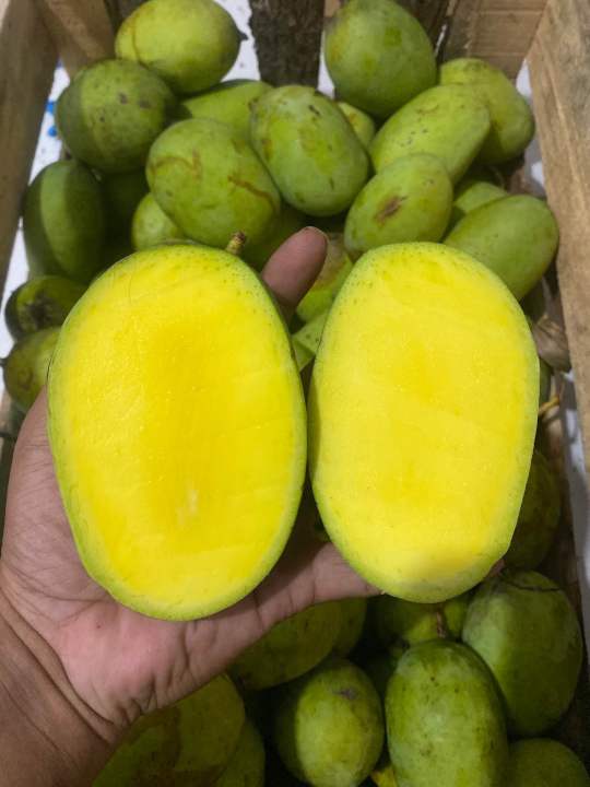 buah mangga kweni manis segar fresh 1kg | Lazada Indonesia