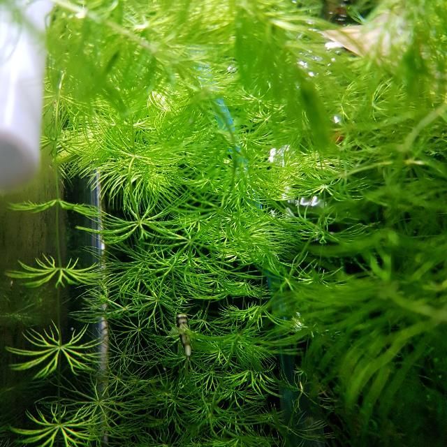 Aquarium Live Plants -Hornwort/Rumpai Air Ekor tupai/aquatik | Lazada