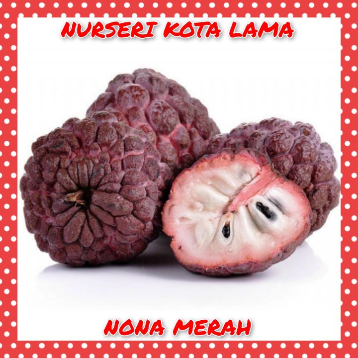 🔥RARE🔥 POKOK NONA MERAH / Red Sugar Apple / Red Anona / Annona Squamosa ...
