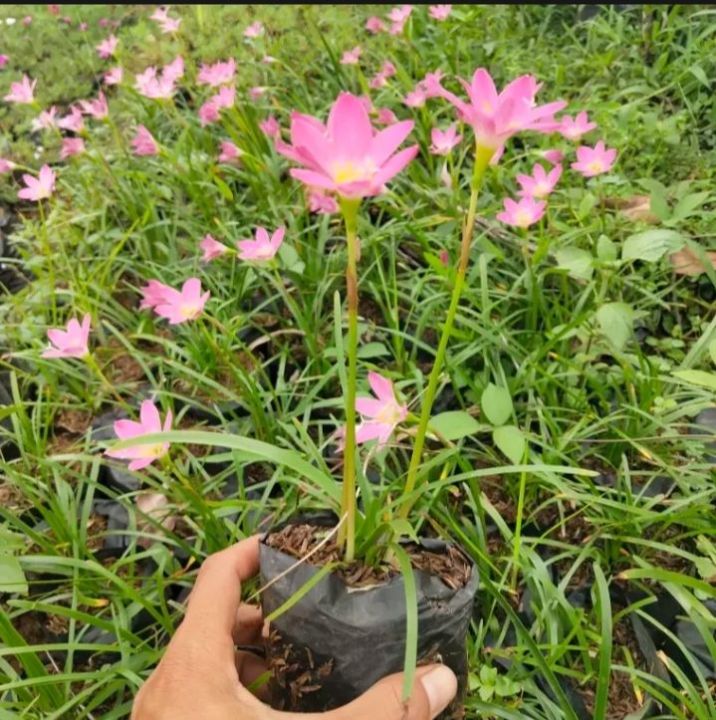 Tanaman hias bunga tulip pink / kucai bunga pink / Tanaman bunga lili ...