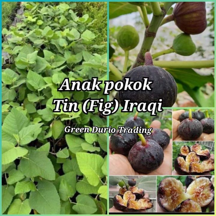 ANAK POKOK TIN / FIG IRAQI (BUAH HITAM) | Lazada