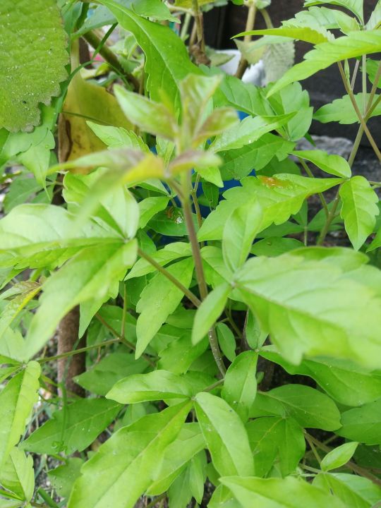 LAGUNDI PLANTS | Lazada PH