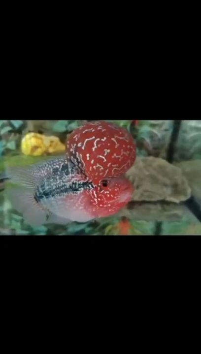 Flowerhorn Louhan Kepala Besar | Lazada