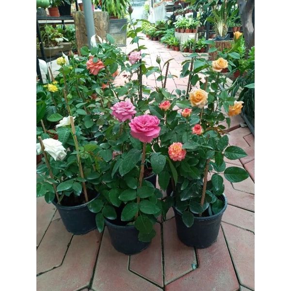 Pokok Bunga Rose kampung / dekorasi bunga/ tahan hujan dan panas/ tahan lasak | Lazada