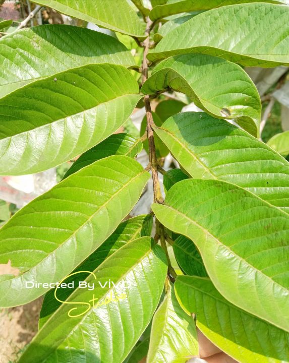 Daun Jambu biji merah / Pucuk daun jambu / Daun herbal segar | Lazada ...