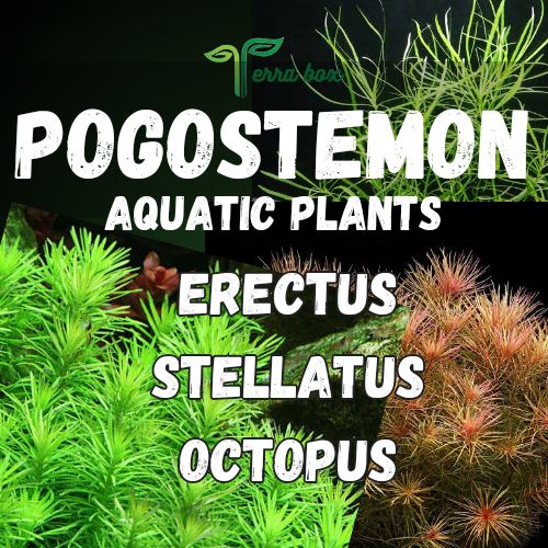 POGOSTEMON AQUATIC PLANTS: ERECTUS, STELLATUS, OCTOPUS | Lazada PH