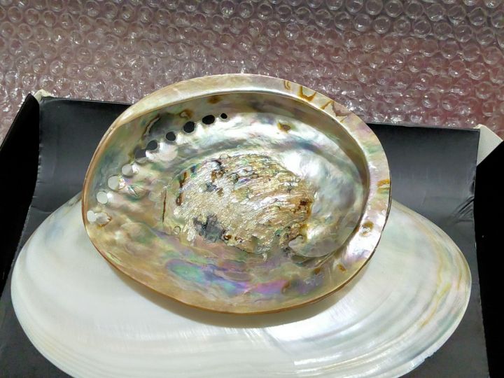 Abalone and Mother of Pearl Shell Display and for Smudge | Lazada PH