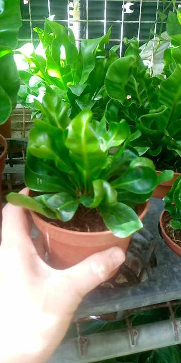 Cobra Fern / Asplenium Nidus | Lazada PH