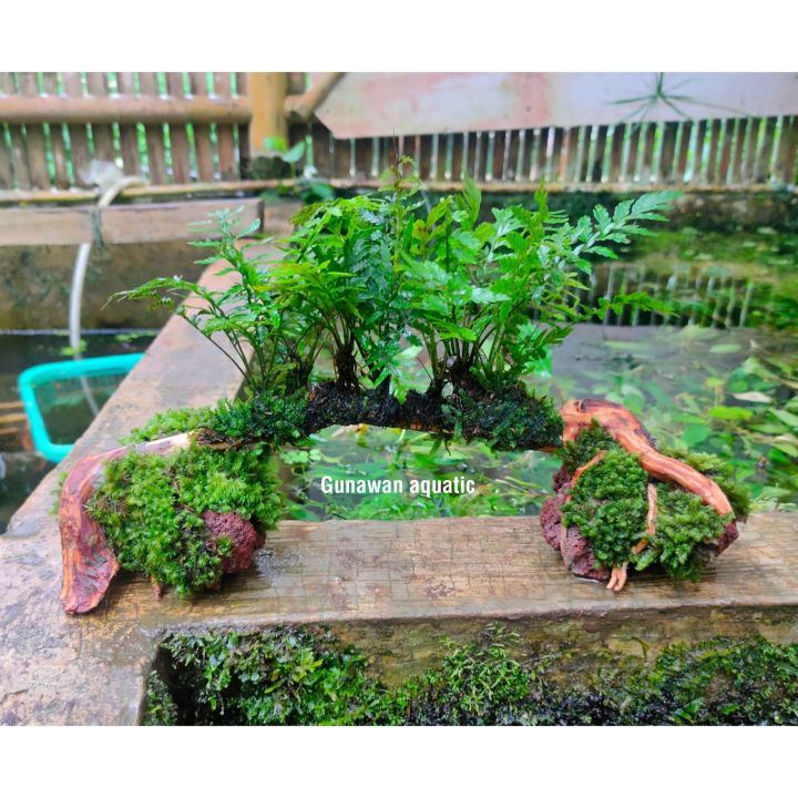 kayu pakis + Moss terrarium-paludarium-aquascape-tanamanair | Lazada ...