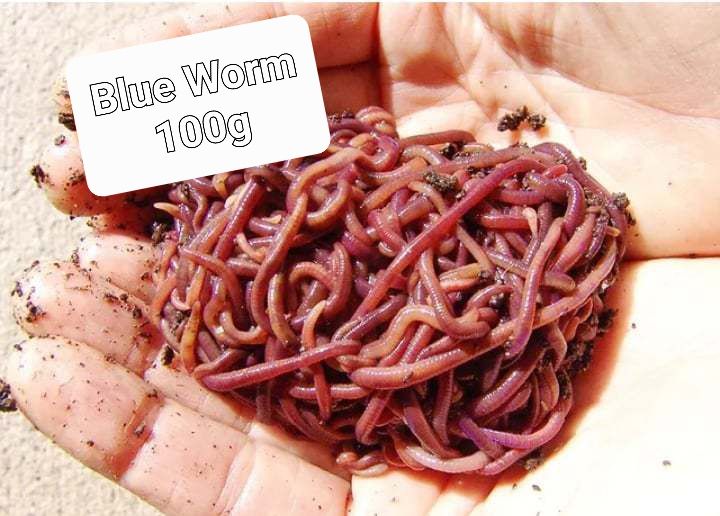 Blue Worm ชุดทดลองเลี้ยงไส้เดือนบลูเวิม 100 กรัม | Lazada.co.th
