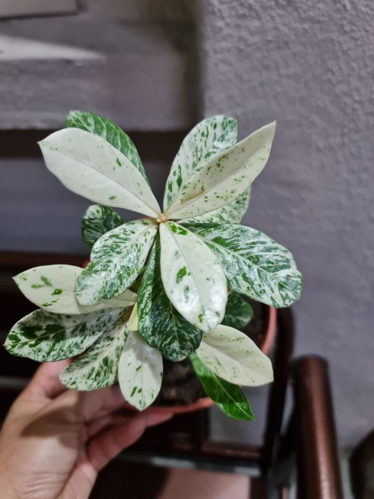Adenium Variegated Batik Leaves 斑叶富贵花 | Lazada