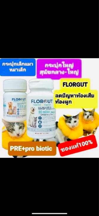 prebiotic+probioticในสุนัขแมวลดปัญหาท้องเสียflorgutช่วยย่อยอาหาร30เม็ด ...