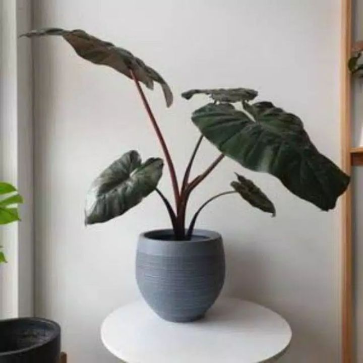 TANAMAN HIAS SENTE HITAM /LOMPONG WULUNG / KELADI HITAM | Lazada Indonesia