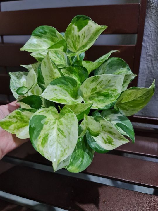 Manjula Pothos Marble Queen Pothos 6inch Pot & Bushy | Lazada
