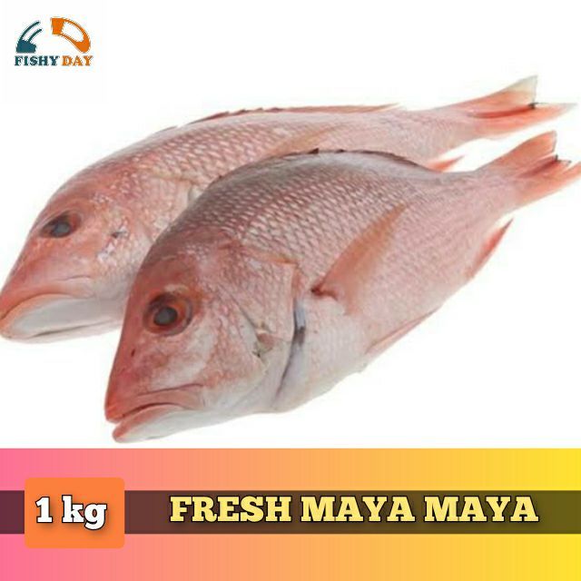 FISH FRESH SEAFOOD MAYA - MAYA 1kg | Lazada PH