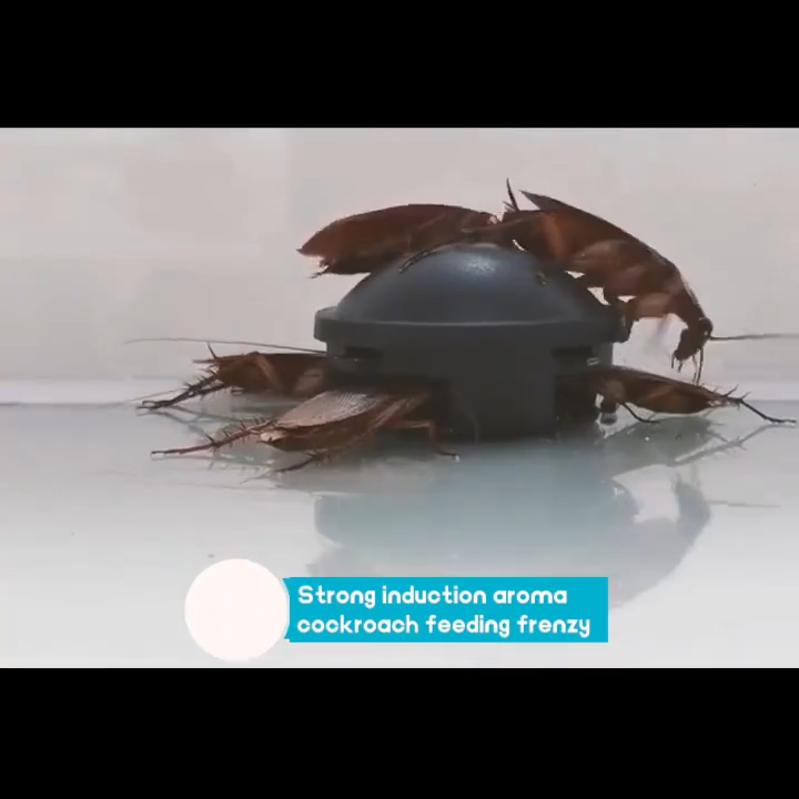 6Pcs/Box Cockroach Killer Bait Traps Little Black House Pest Safe Non ...