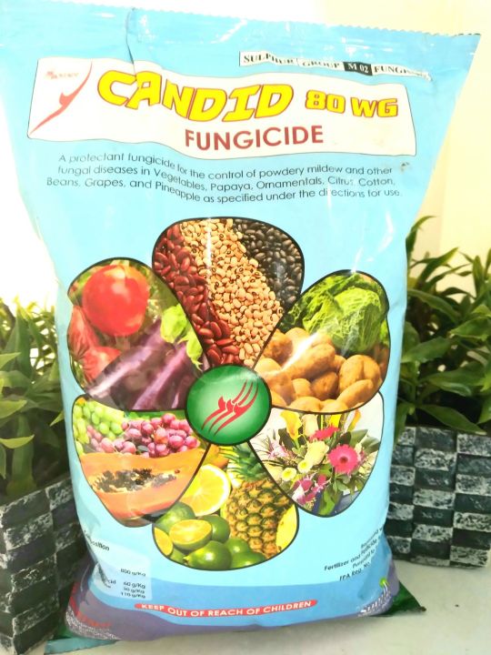 Candid 80 WG Fungicide (1kl) | Lazada PH
