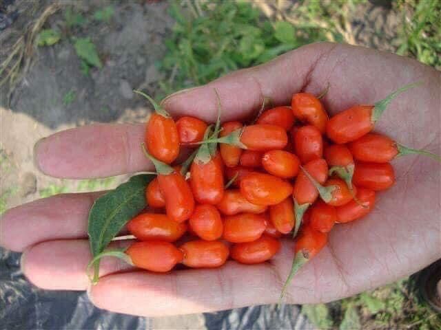 Pokok buah goji berry jenis daun panjang | Lazada