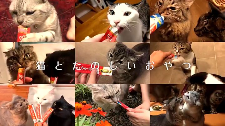 Ciao Cat Wet Food Treats Sticks Cat Liquid Treats Cat Snacks Cat Treats ...