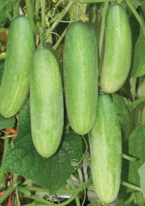 BENIH BIJI TIMUN 50 BUTIR | Lazada Indonesia