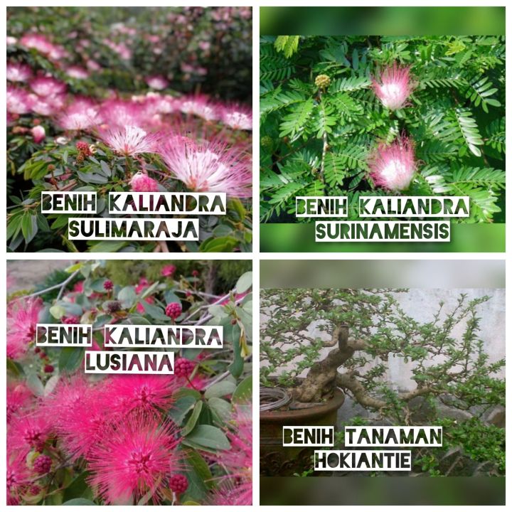 BIJI/BENIH BONSAI BUNGA KALIANDRA SULIMARAJA, BUNGA KALIANDRA ...