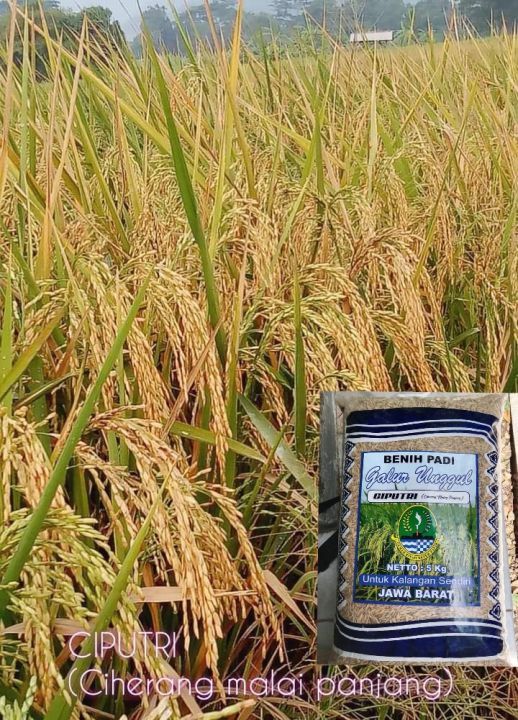 Benih padi ciputri (ciherang malay panjang) kemasan 5kg | Lazada Indonesia