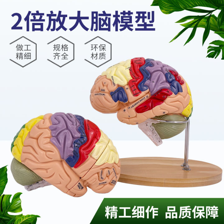 2 Times Magnification Medical Human Brain Anatomy Model Brain Model ...
