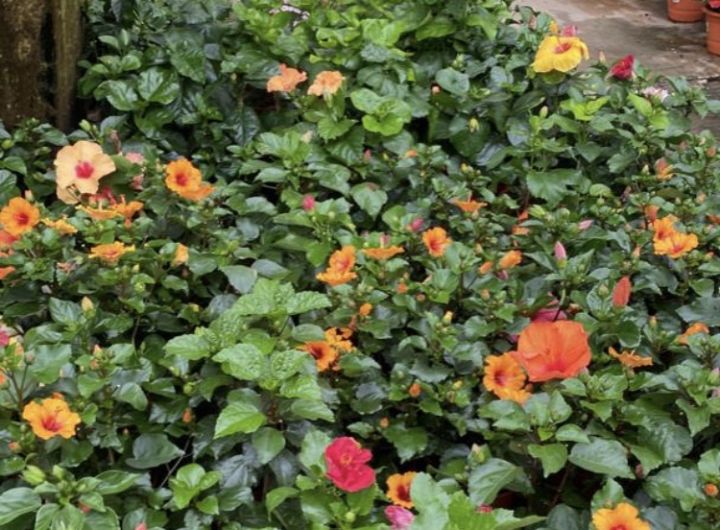 POKOK BUNGA RAYA OREN pokok renek | Lazada