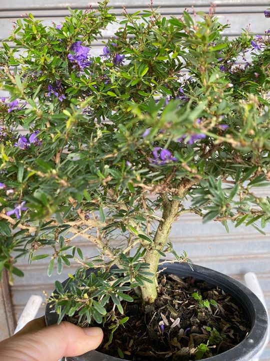 ต้นม่วงเจริญ หรือหลินซาน ไม้มงคล ดอกสีม่วง ดัดบอนไซได้ ขนาดกระถาง 8 ...