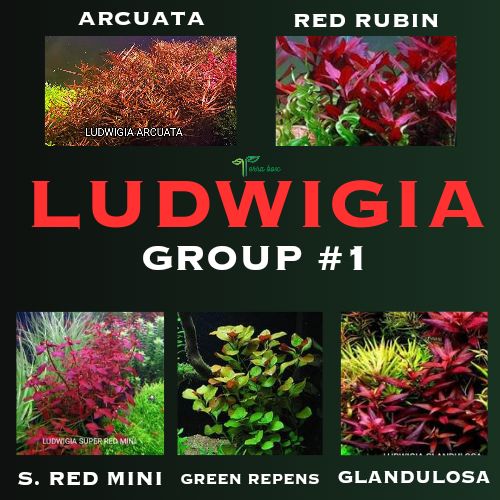 LUDWIGIA GROUP 1: LUDWIGIA RED RUBIN, ARCUATA, GREEN REPENS GLANDULOSA ...