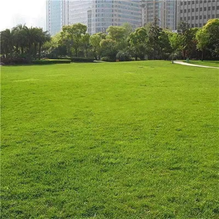 Tall Fescue Grass Seed Festuca Arundinac 1000g per Bag Seed for Lawn ...