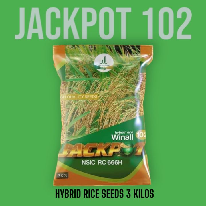 JACKPOT 102 Hybrid Rice Seeds 3 kilos by Leads Agri | Lazada PH