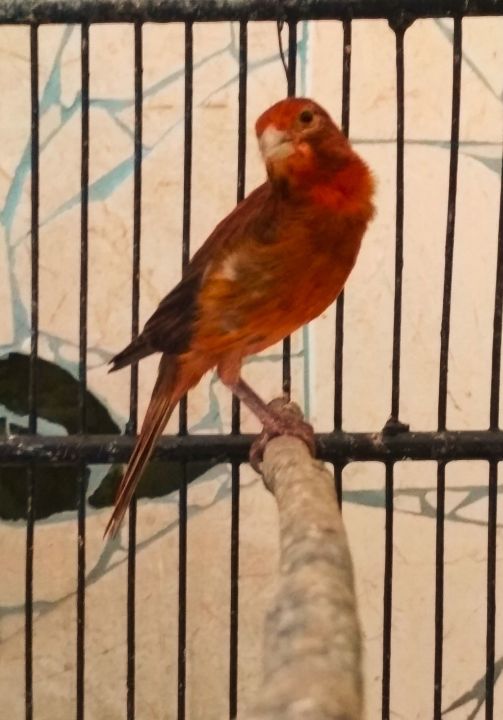 burung kenari Blackred Jantan & Betina | Lazada Indonesia