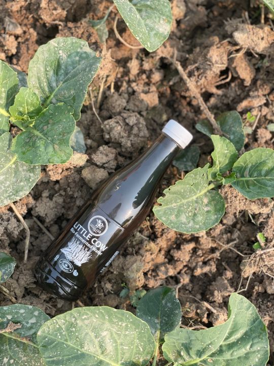น้ำหมักชีวภาพ ตรา วัวน้อย (Bio-Fermented Water) | Lazada.co.th
