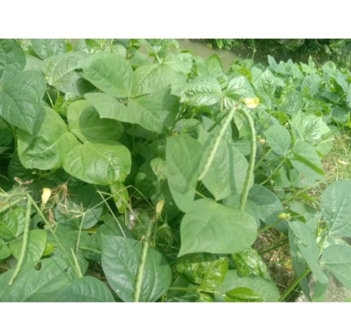 Native Bush Sitaw/Balatong Seeds for Planting from Bacolod | Lazada PH