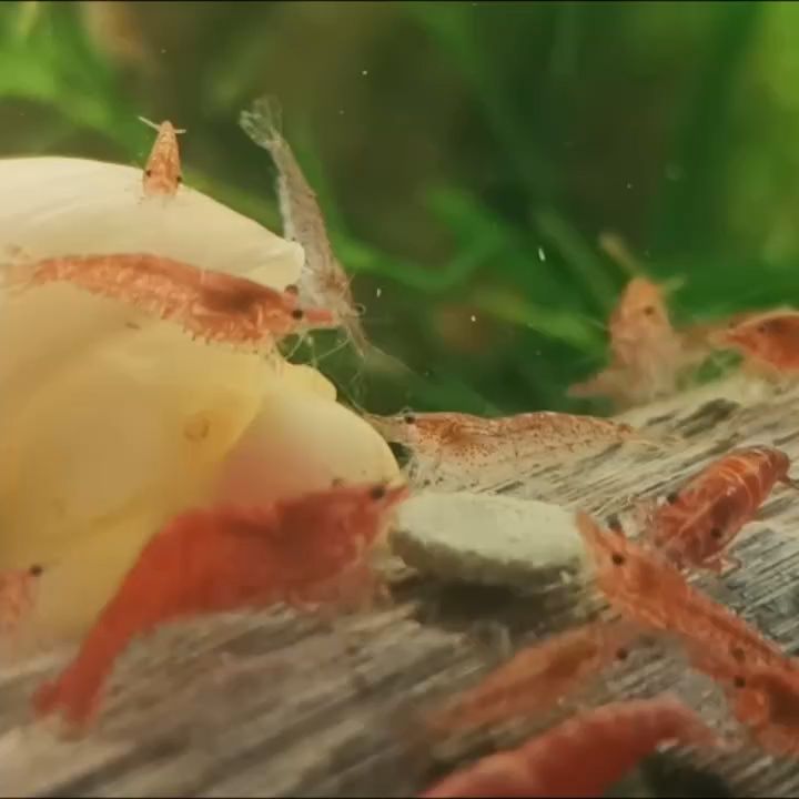 Algae wafer - Food for small fishes, shrimps and snails - Non-toxic ...